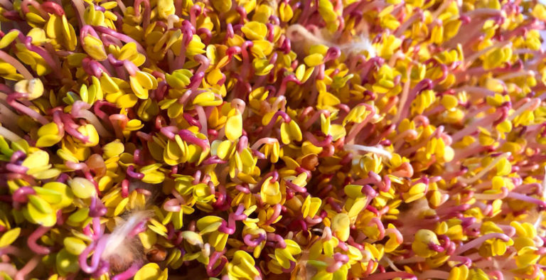 Bio Sprossen und Microgreens selber ziehen