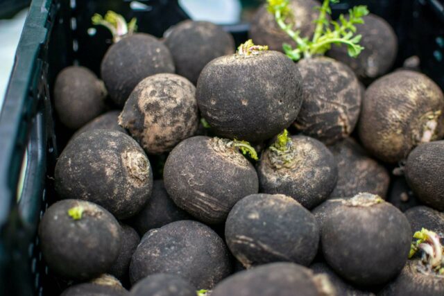 Schwarzer Rettich - wohltuendes Gemüse